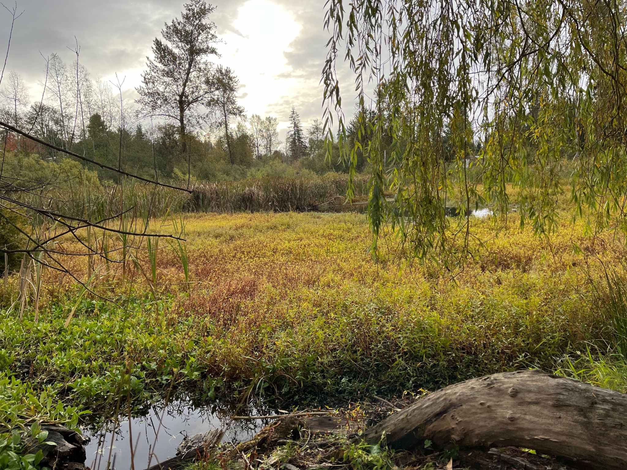 Earth Week Spotlight: Cemetery Pond Wetland Protection and Restoration ...